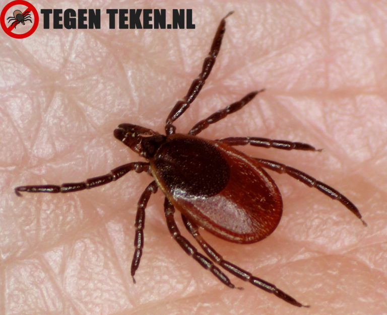 Over teken – Tegen Teken